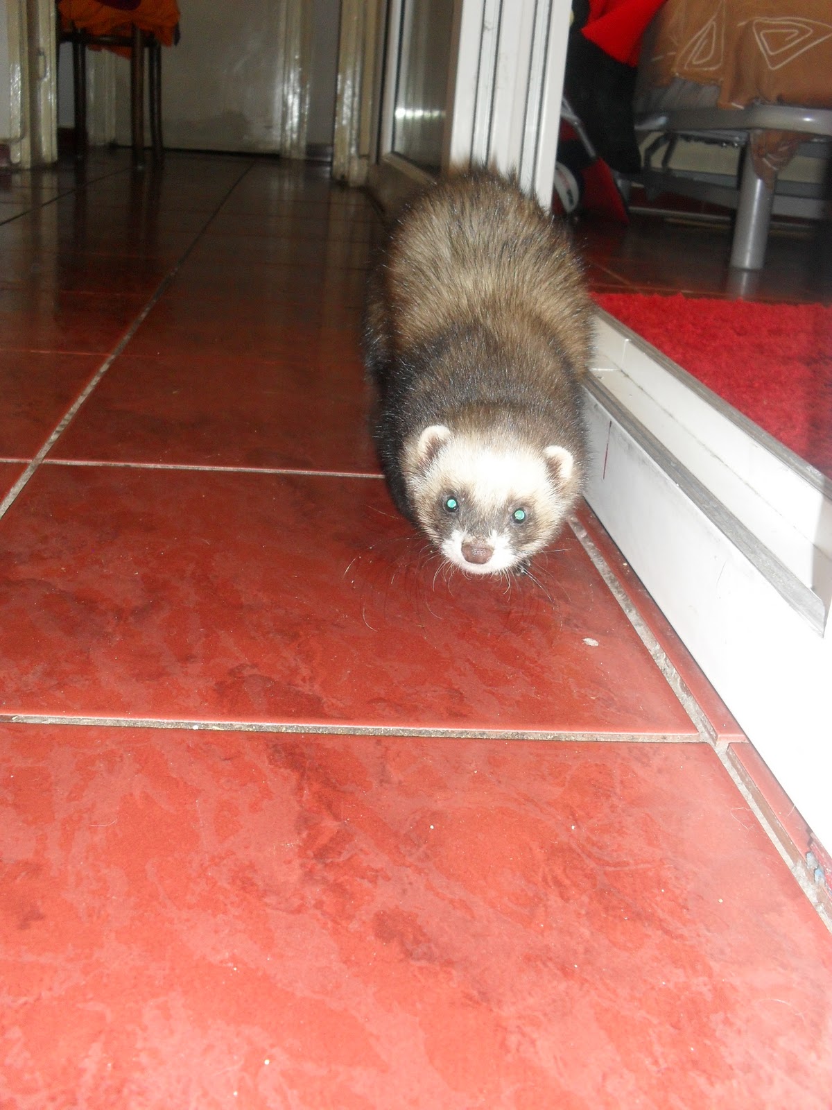 Dihorul: Poze amuzante cu Dihori