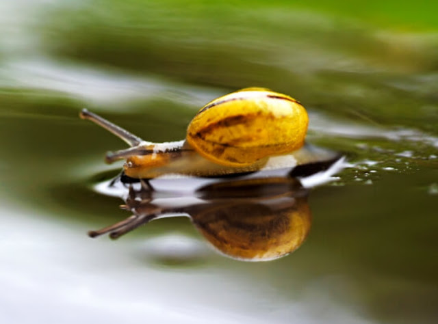 Definisi Moluska - DWI PURWANTO