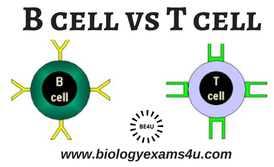 Difference between B lymphocytes and T lymphocytes (B cells vs T cells)