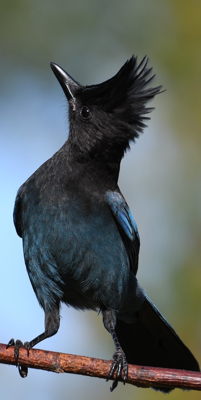 Black Jay Bird