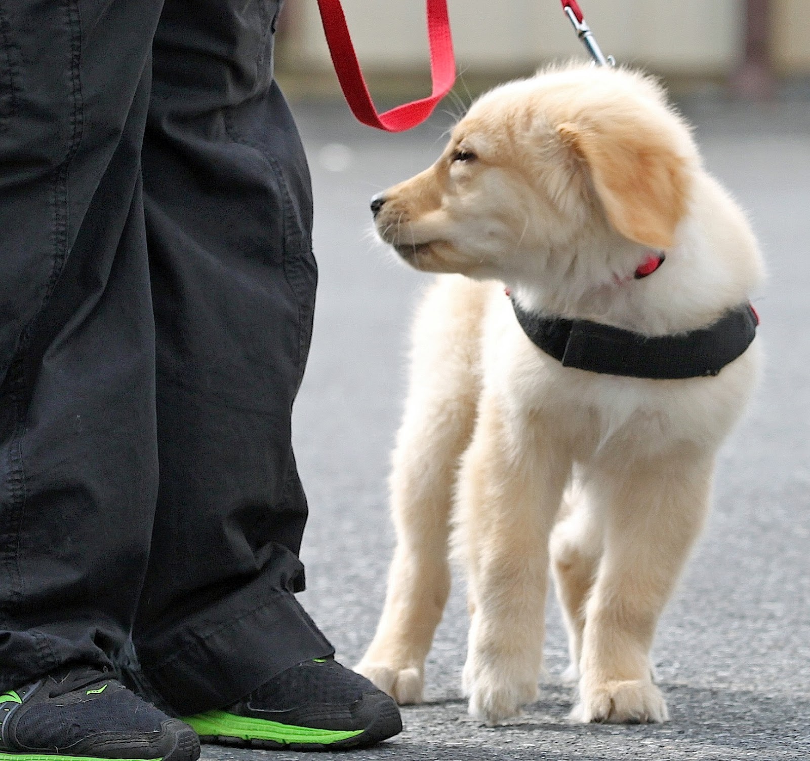 Yo Dog, 'Sup? – Columbia Spy