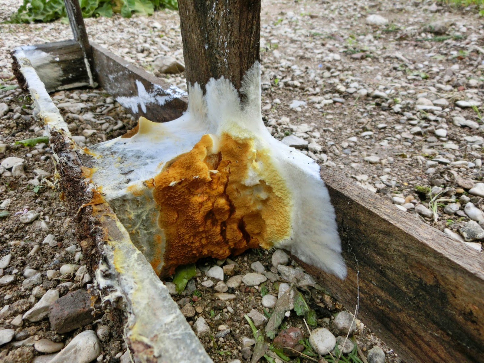 Chez le Baron: Nasty-looking fungus...