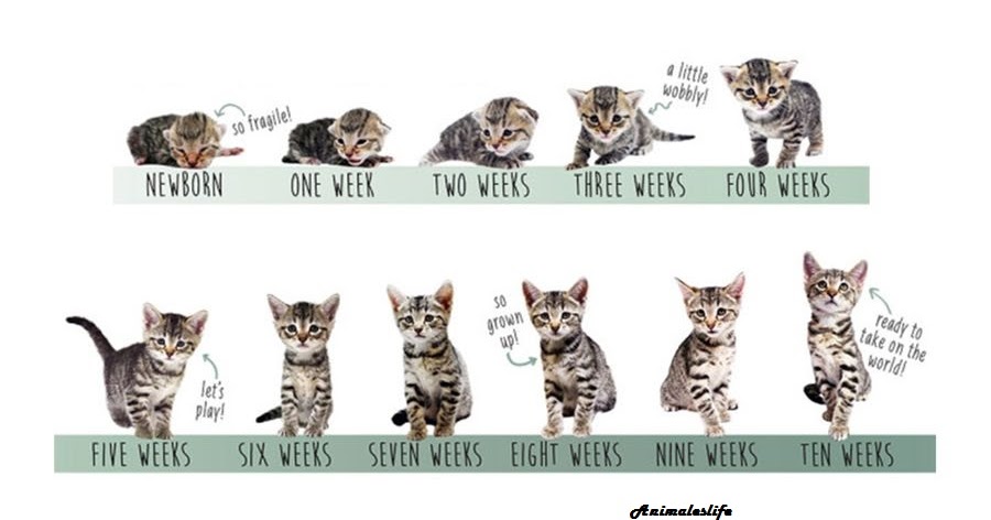 How to determine the age of a cat