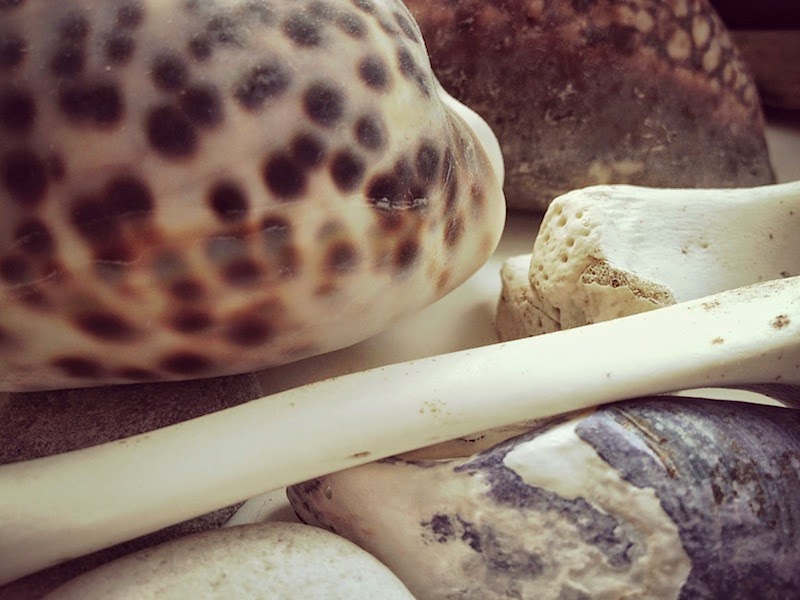 A life by the beach: Shells & bones