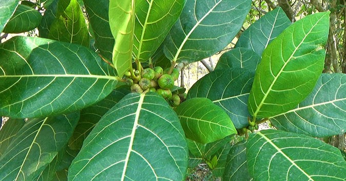 Awar awar (Ficus septica)