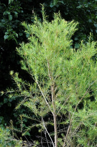 Pokok Teh (Tea Tree) Yang Tak DIgalakkan Meminumnya! | Luddin - Life ...