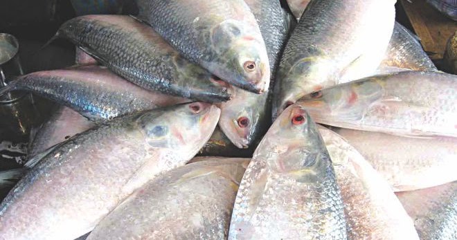 Bangladesh Collection: National fish of bangladesh