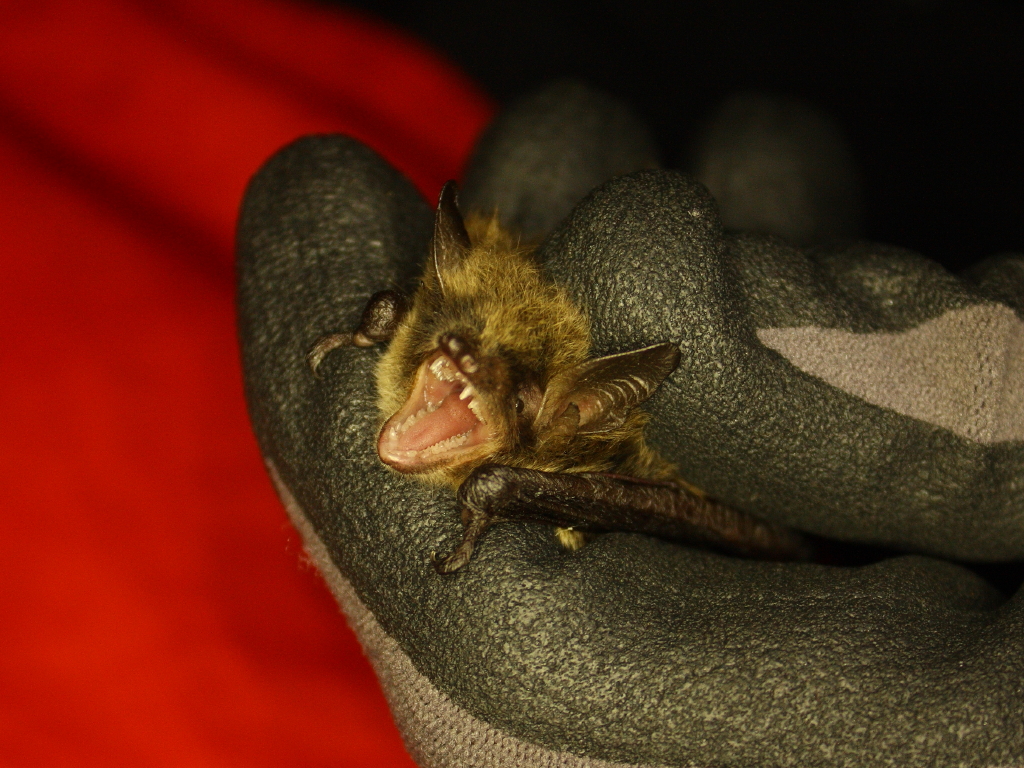 Brandt's, Whiskered and Alcathoe bats: My MSc research