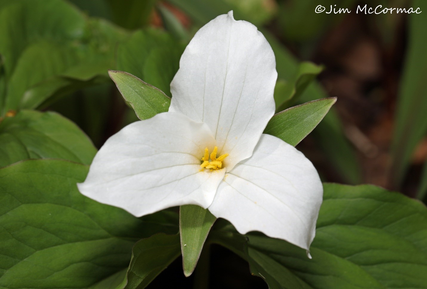 Ohio Birds and Biodiversity: Trillium Festival! April 15!