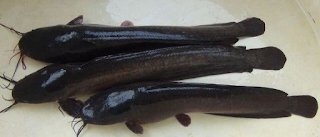 Keuntungan Dan Kelebihan Budidaya ikan lele Mutiara