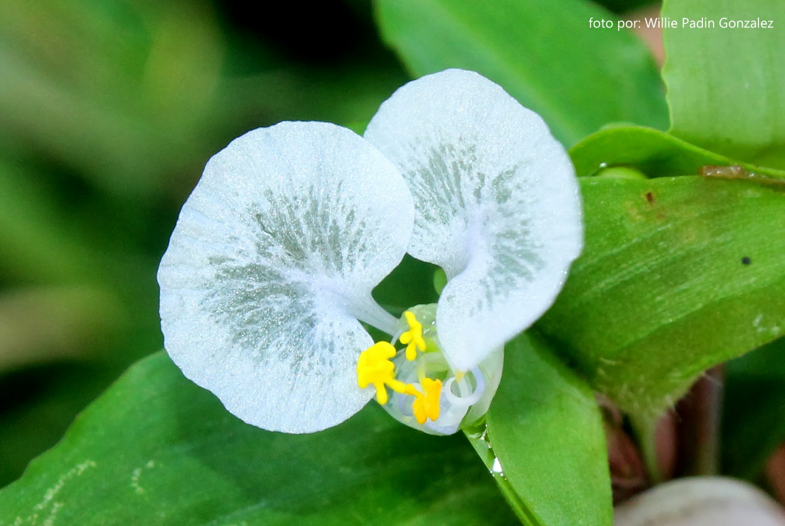 INVENTARIO DE ESPECIES EN EL SECTOR EL PASTILLO ISABELA, PUERTO RICO ...