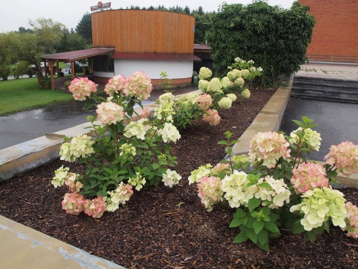 Pavel Chlouba: Hortenzie u sportovní haly