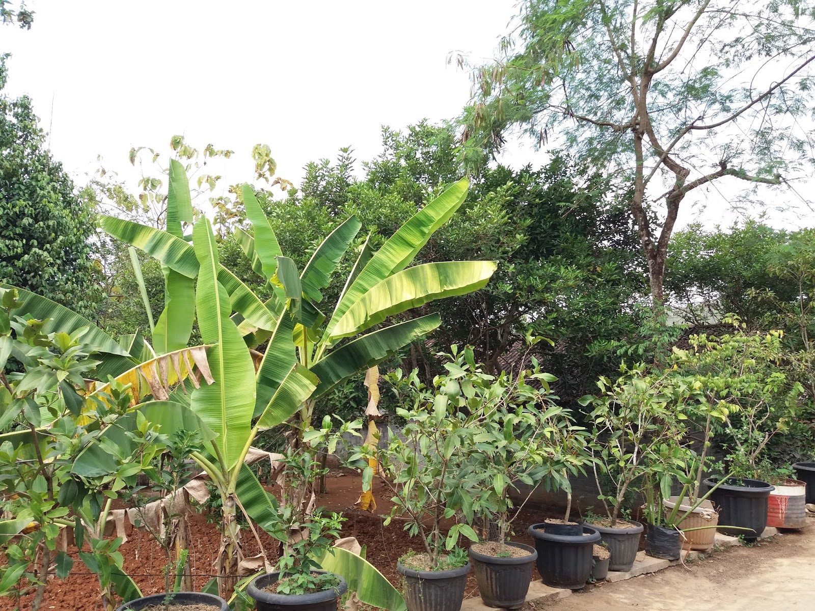 Budidaya Lebah Lanceng (Apis Trigona) KTH Madusari, Nglipar Gunungkidul ...