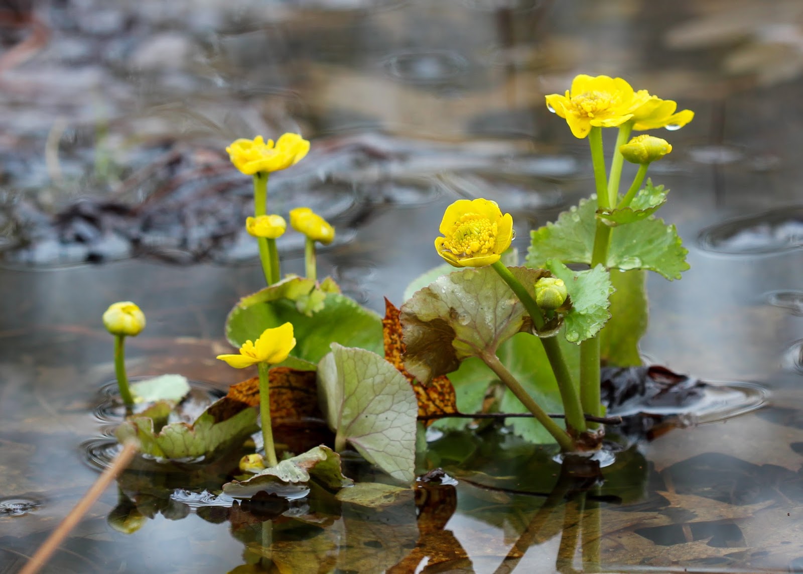 Red House Garden: The Marsh Marigold, Herald of Spring