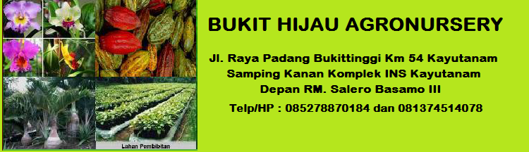 Bukit Hijau Agronursery: INVESTASI MASA DEPAN DENGAN MENANAM BIBIT KAYU ...