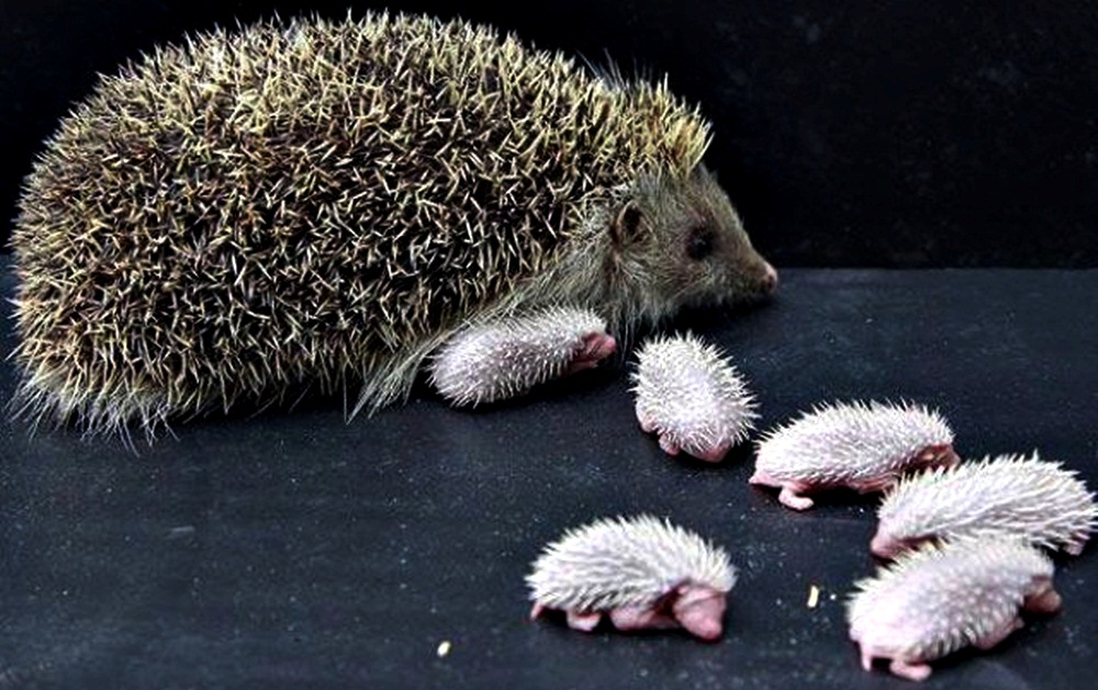 Blog do Edu Ambiental: Ouriço