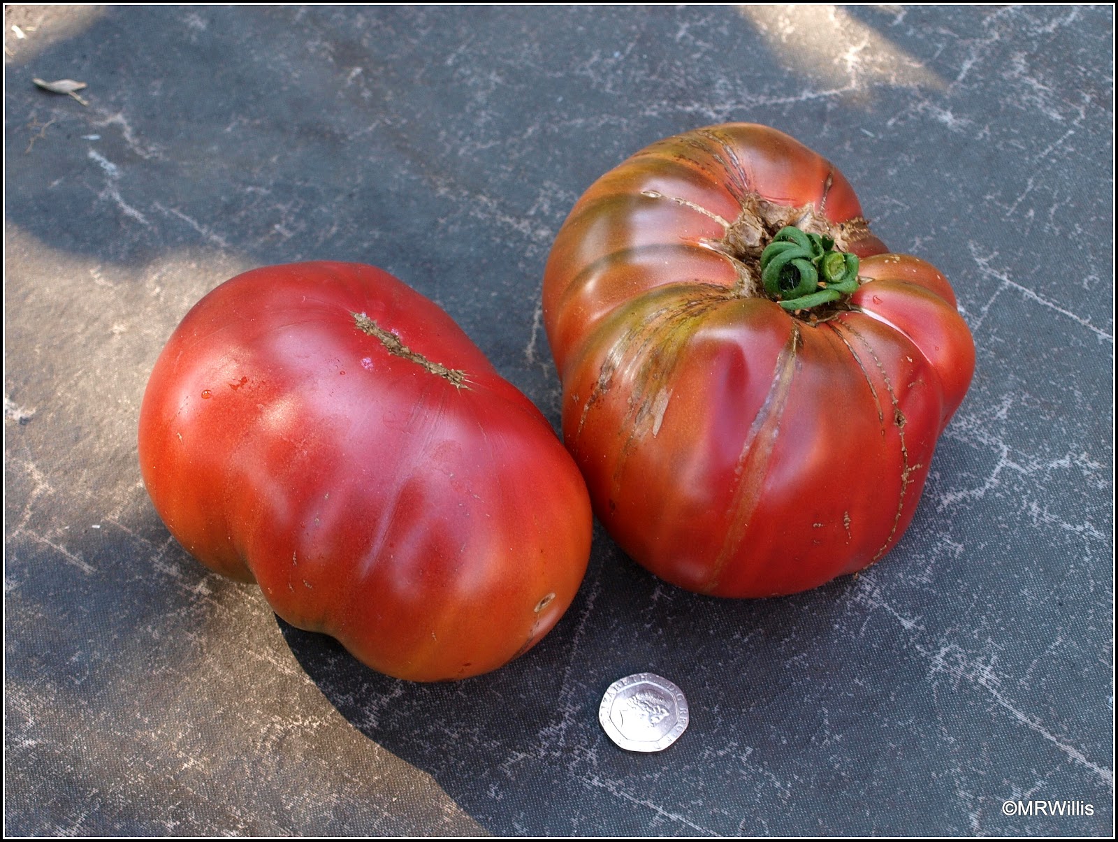 Mark's Veg Plot: Harvesting big tomatoes