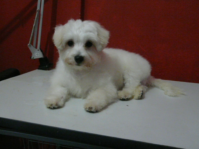 Paupetgroom: Maltese with different grooming style