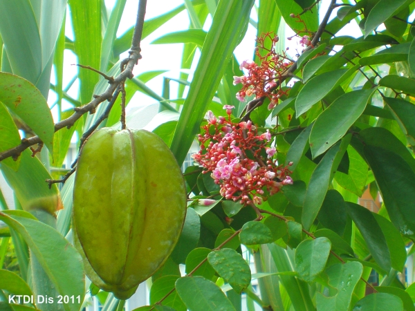 My Small Garden: Belimbing Besi Lebat Berbunga