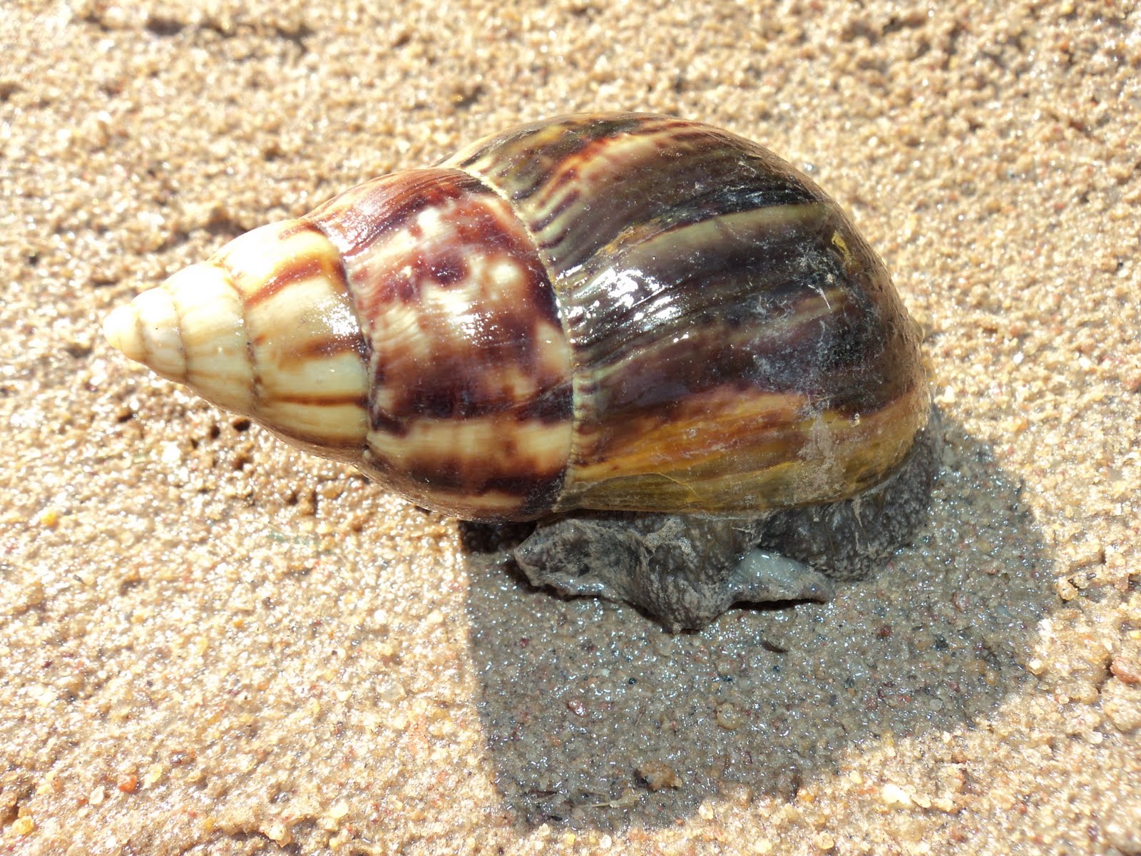 Fauna e Flora Brasileira - RJ: Caramujo Africano