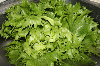 Mum's Garden: Reine des Glace - Ice Queen Lettuce