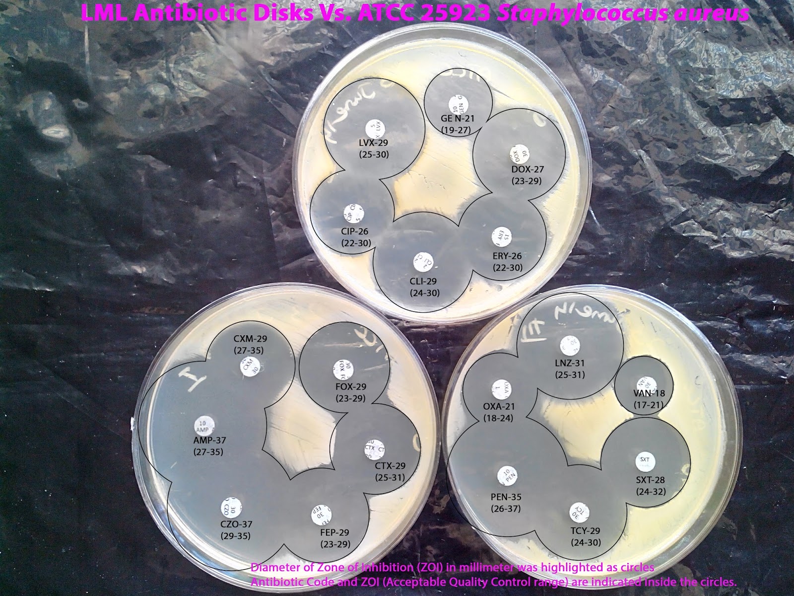 Lingam Microbiological Laboratory - The Professional Antibiotic Disk ...