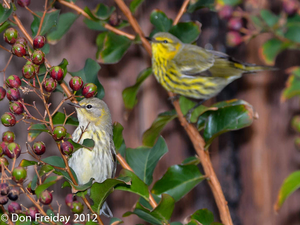 The Freiday Bird Blog: "Fri-D" - Fall Female Warblers