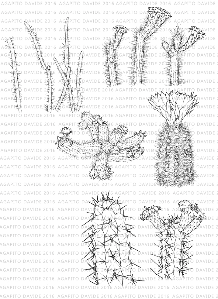 Cactus Guide Projectus: The Book