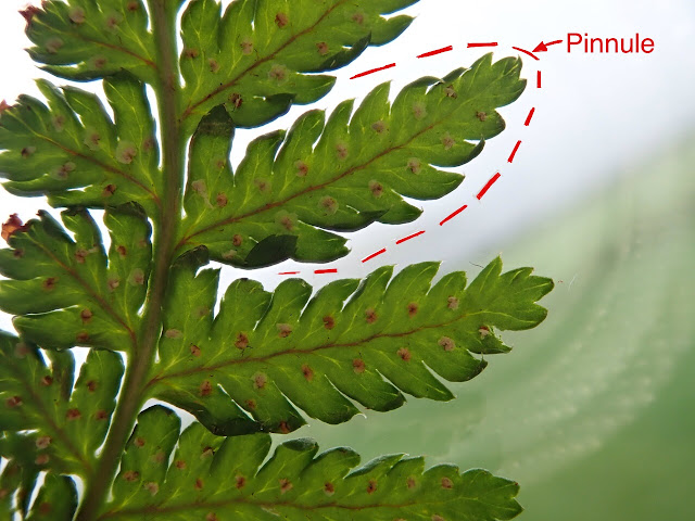 Violets and others: A start into Ferns. Bipinnate or Tripinnate.