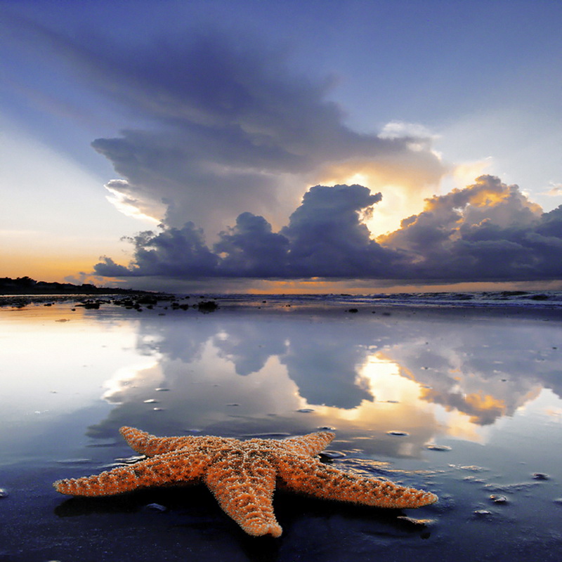 SEDANG TRENDING!: Epic BEAUTIFUL STARFISH!