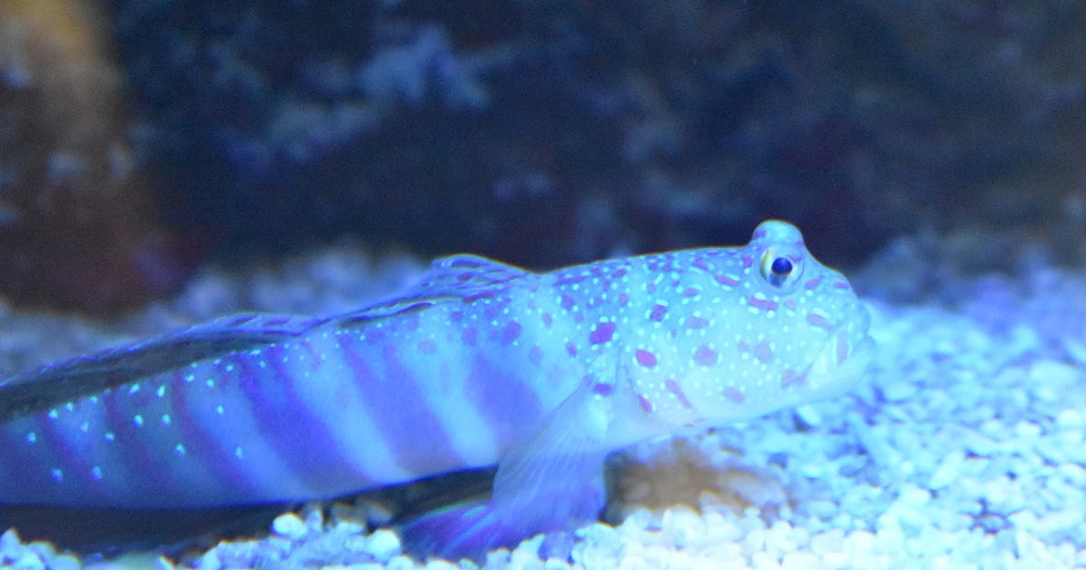 ZOOTOGRAFIANDO (6.100 ANIMALS): GOBIO DE SINGAPUR ROSADO / PINK-SPOTTED ...