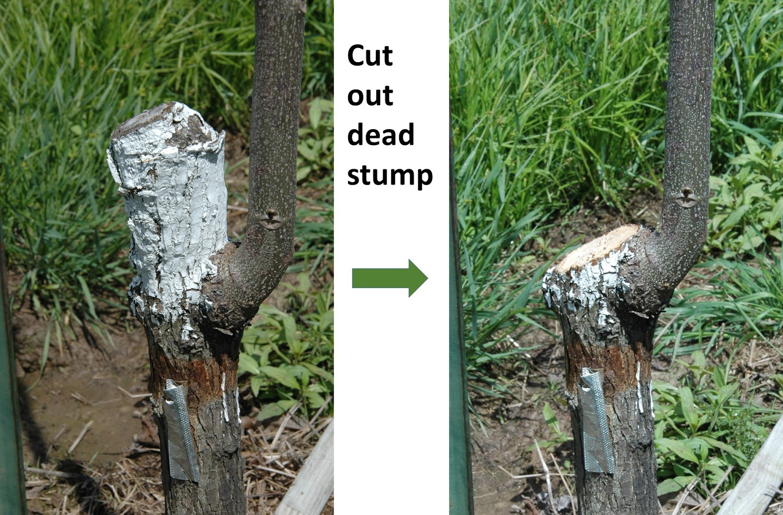 Northern Pecans: Regrafting a damaged tree with an arrowhead graft