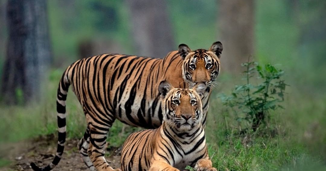 Two tiger image