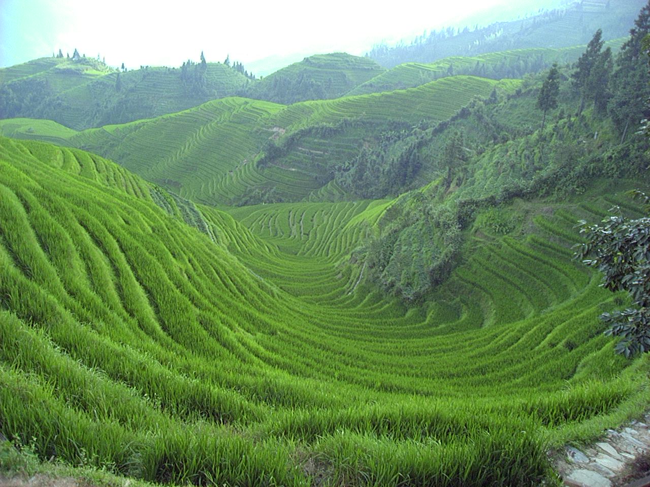 A Traveler's Education: Longji Rice Terraces Longsheng China the Devils ...