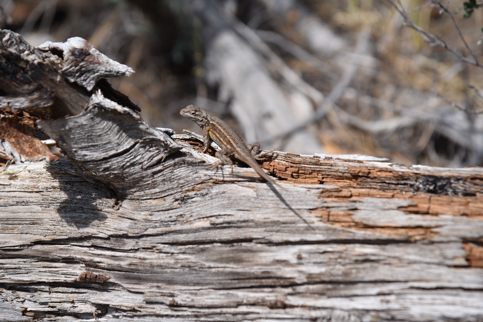 Arizona Hiking: See Spring