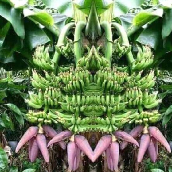 CHINGONI: MATOKI.....YIBABILI MIKUNGU MCHECHE