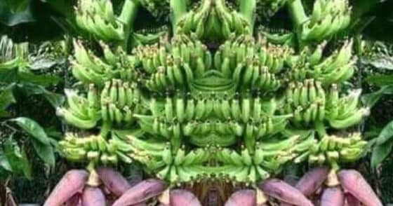 CHINGONI: MATOKI.....YIBABILI MIKUNGU MCHECHE