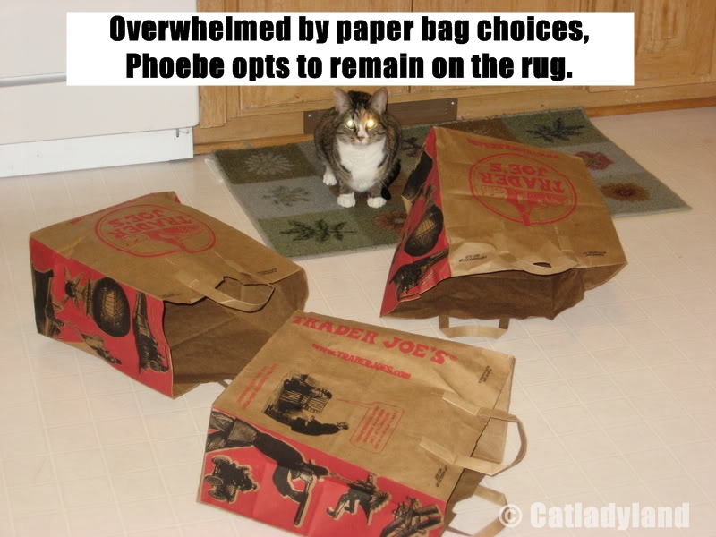 Catladyland: Cats are Funny: Too...Many...Bags...