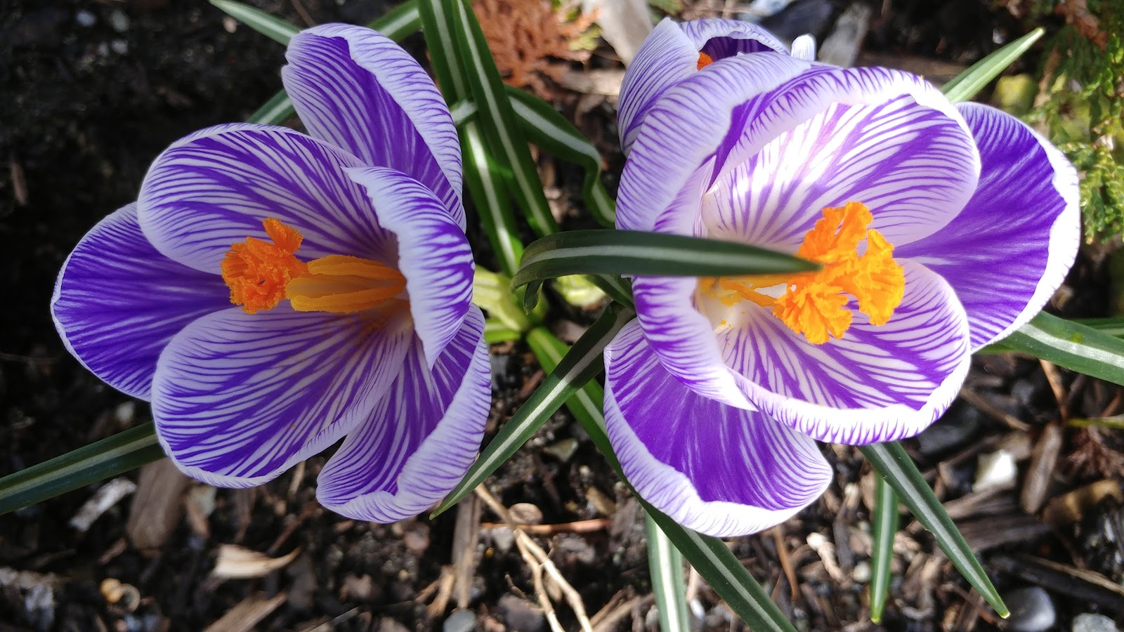 Out and About: Spring Blooms