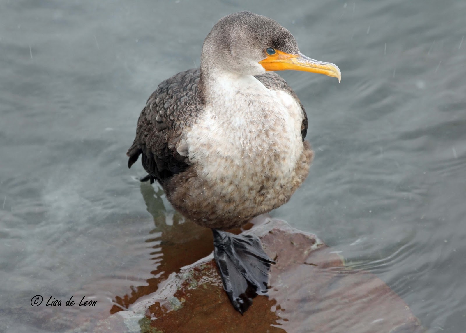 Birding with Lisa de Leon: Double-crested Cormorant or Great Cormorant