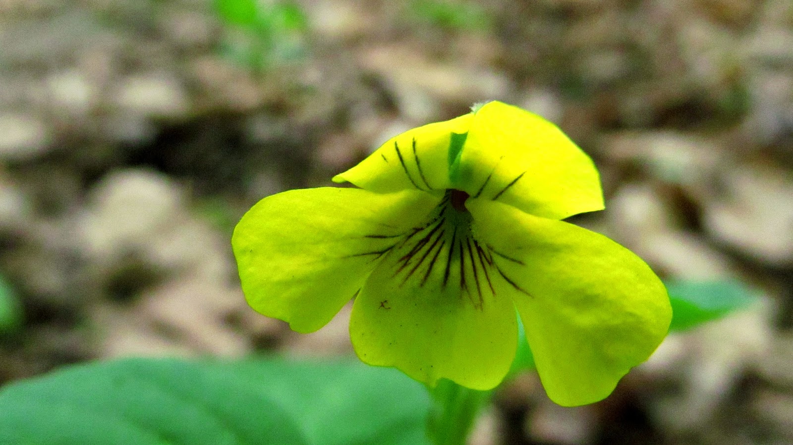 Wandering in Canada: Violets - Viola spp. - Violettes