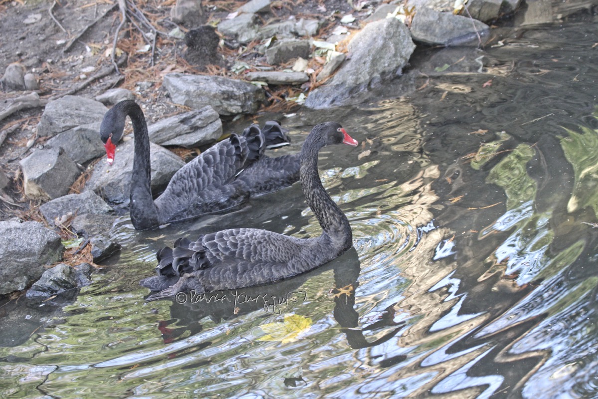 The Last Leaf Gardener: A New Perspective re Animals Who Are Living in ...