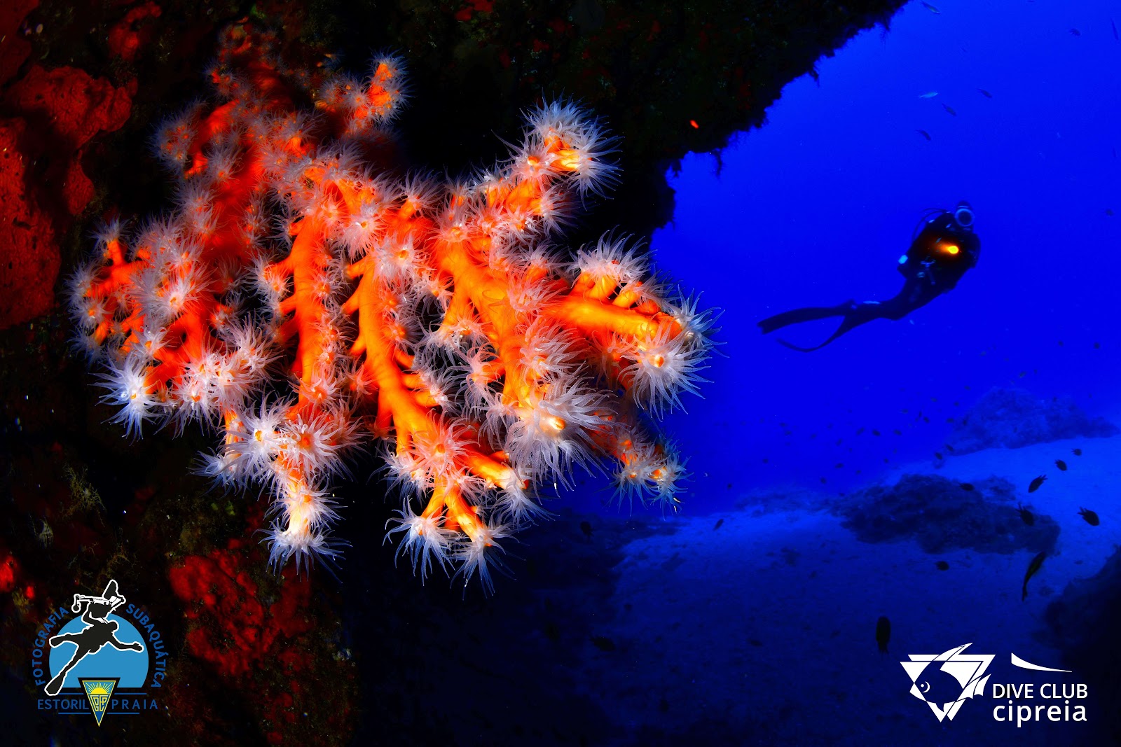 Blogue do RB: Mar de Lava 2019