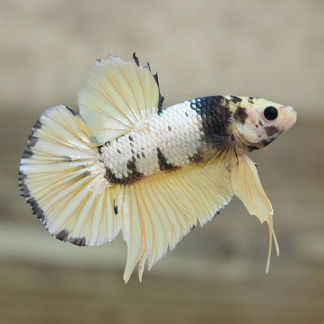 A Wondrous Live Male Halfmoon Plakat (HMPK) Tail Yellow Dragon Tiger ...