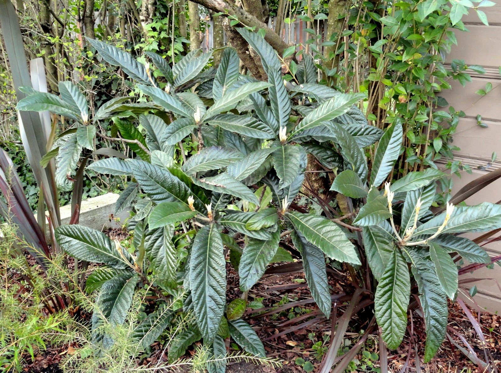 danger garden: Eriobotrya japonica; my favorite plant in the garden ...