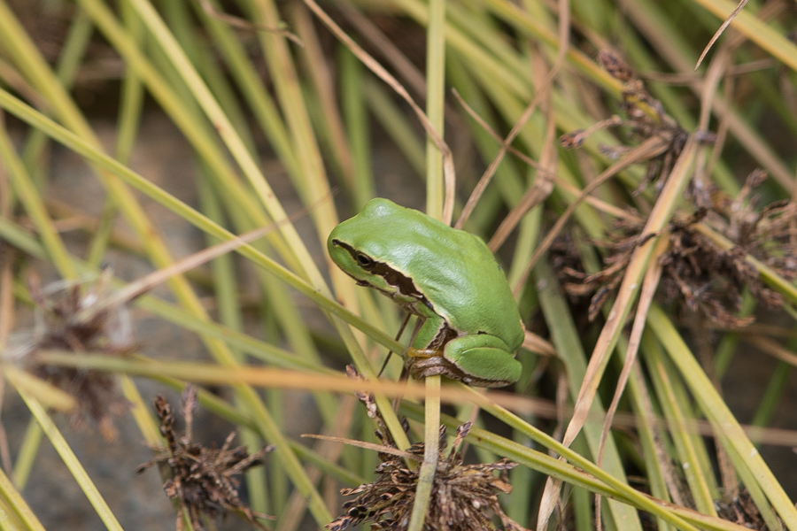 Birds of Saudi Arabia: Arabian Tree Frog – Talea Valley