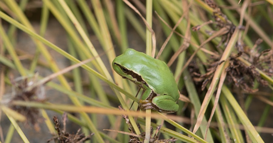 Birds of Saudi Arabia: Arabian Tree Frog – Talea Valley