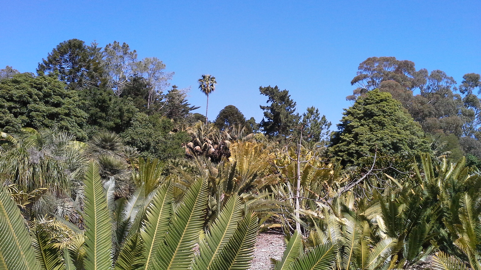 Santa Barbara: una passeggiata a Lotusland - Emotion Recollected in ...