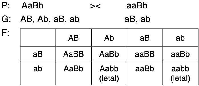Bila gen b adalah gen letal, keturunannya yang hidup dari hasil ...
