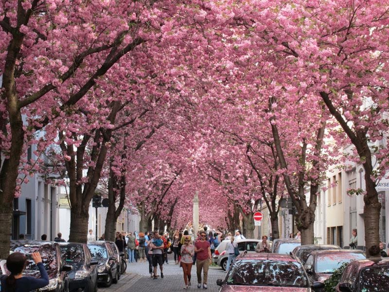 Tunnel of Cherry Trees in Bonn, Germany
